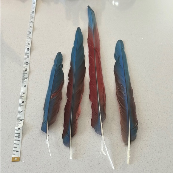 Other | 4 Long Red And Green Macaw Feathers | Poshmark